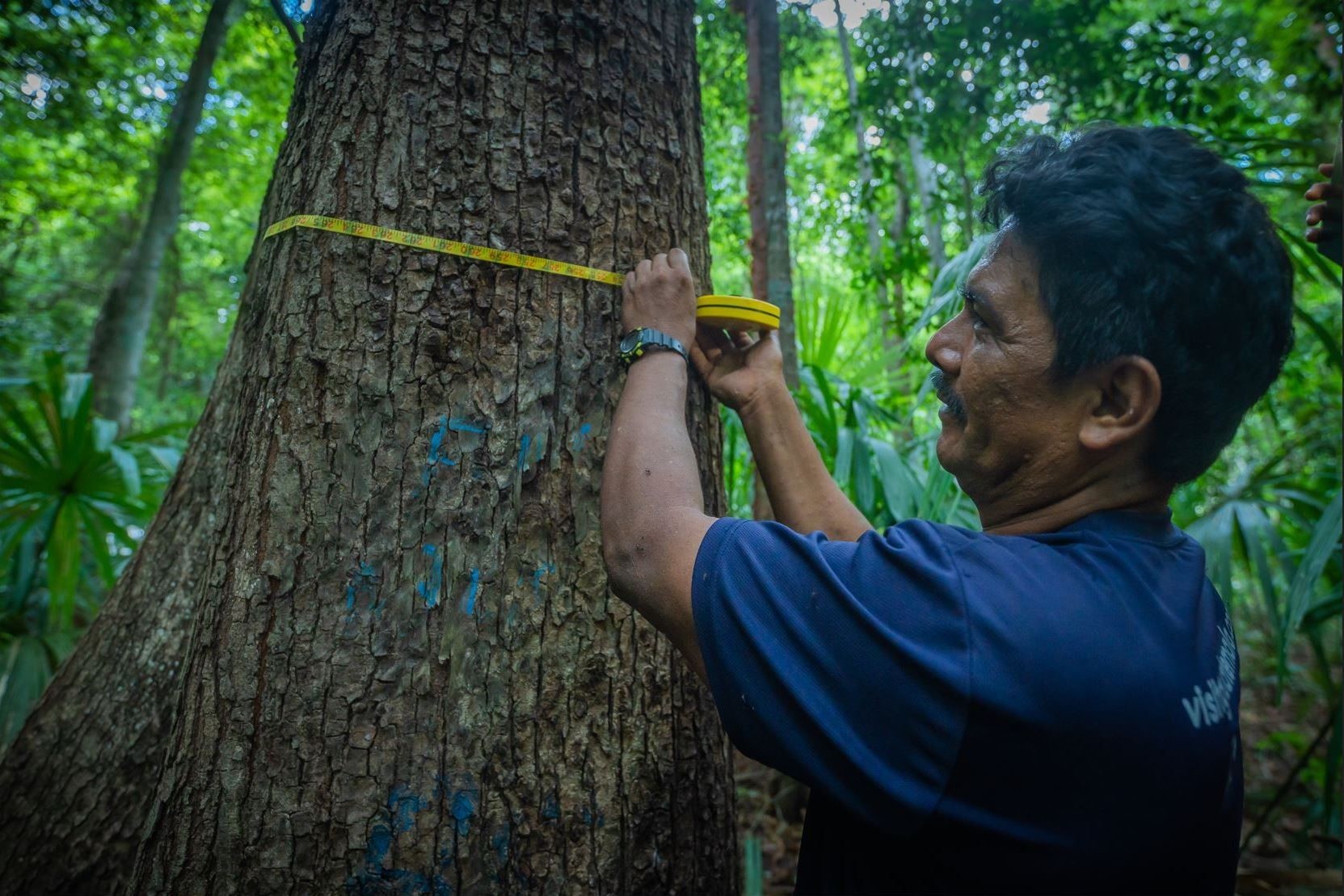 FSC lanceert FSC Check | Forest Stewardship Council
