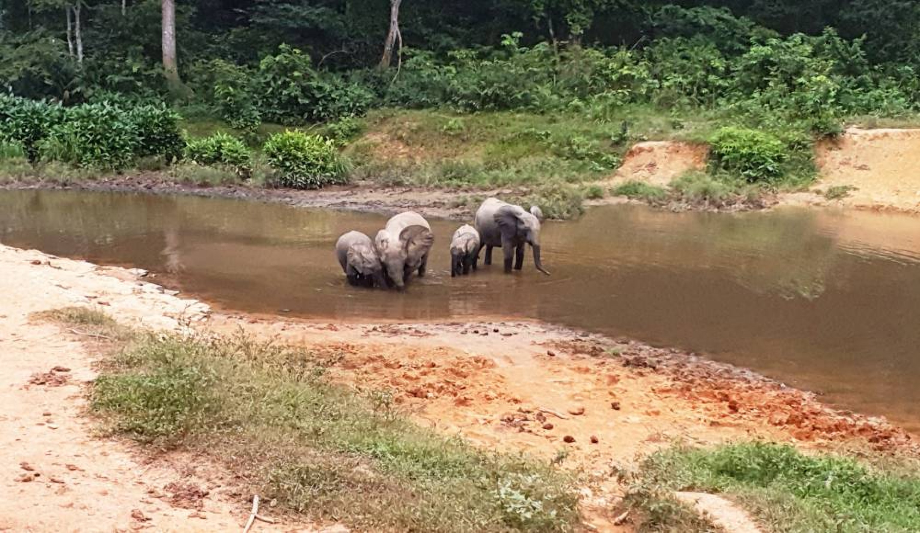 Belangrijke stap: nieuw FSC-bos in Afrika | Forest Stewardship Council