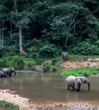 Homepage Netherlands | Forest Stewardship Council